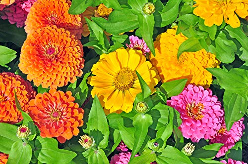 "Zin Master Mix" Zinnia Seeds for Planting, 200+ Flower Seeds Per Packet, (Isla's Garden Seeds), Non GMO & Heirloom Seeds, Botanical Name: Zinnia elegans, Great Home Garden Gift