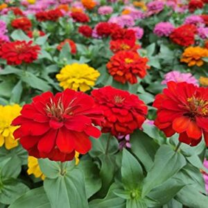 "Zin Master Mix" Zinnia Seeds for Planting, 200+ Flower Seeds Per Packet, (Isla's Garden Seeds), Non GMO & Heirloom Seeds, Botanical Name: Zinnia elegans, Great Home Garden Gift