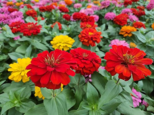 "Zin Master Mix" Zinnia Seeds for Planting, 200+ Flower Seeds Per Packet, (Isla's Garden Seeds), Non GMO & Heirloom Seeds, Botanical Name: Zinnia elegans, Great Home Garden Gift