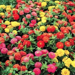 "Zin Master Mix" Zinnia Seeds for Planting, 200+ Flower Seeds Per Packet, (Isla's Garden Seeds), Non GMO & Heirloom Seeds, Botanical Name: Zinnia elegans, Great Home Garden Gift