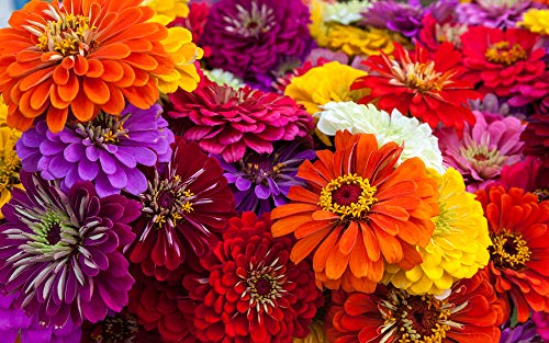 "Zin Master Mix" Zinnia Seeds for Planting, 200+ Flower Seeds Per Packet, (Isla's Garden Seeds), Non GMO & Heirloom Seeds, Botanical Name: Zinnia elegans, Great Home Garden Gift