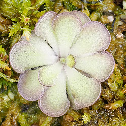 Pinguicula Cyclosecta Seeds Mexican Pinguicula Seeds Mexican Butterworts Tropical Containers Balcony Plant Indoor Outdoor by YEGAOL Garden 25Pcs