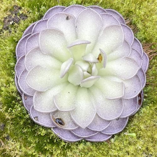 Pinguicula Cyclosecta Seeds Mexican Pinguicula Seeds Mexican Butterworts Tropical Containers Balcony Plant Indoor Outdoor by YEGAOL Garden 25Pcs