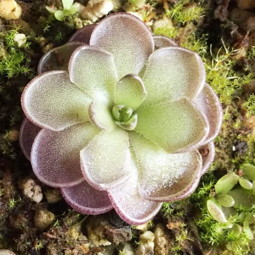 Pinguicula Cyclosecta Seeds Mexican Pinguicula Seeds Mexican Butterworts Tropical Containers Balcony Plant Indoor Outdoor by YEGAOL Garden 25Pcs