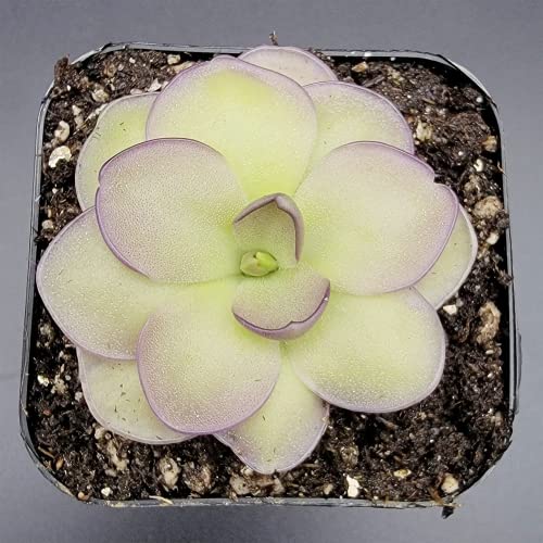 Pinguicula Cyclosecta Seeds Mexican Pinguicula Seeds Mexican Butterworts Tropical Containers Balcony Plant Indoor Outdoor by YEGAOL Garden 25Pcs