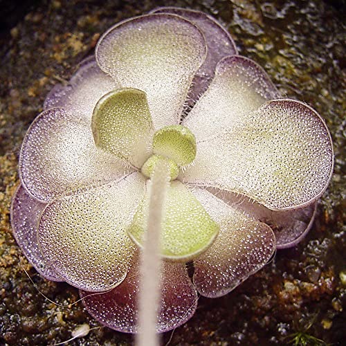 Pinguicula Cyclosecta Seeds Mexican Pinguicula Seeds Mexican Butterworts Tropical Containers Balcony Plant Indoor Outdoor by YEGAOL Garden 25Pcs