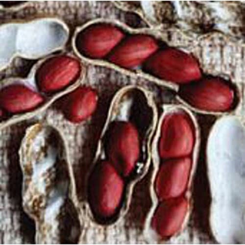 Early Spanish Peanuts Seeds (20+ Seeds) | Non GMO | Vegetable Fruit Herb Flower Seeds for Planting | Home Garden Greenhouse Pack