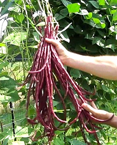 Red Yardlong Bean Seeds Asparagus Noodle Yard Long Pole Variety bin66 (40 Seeds, or 1/4 oz)