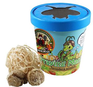 praying mantis egg case with hatching habitat cup – 2 praying mantids egg cases & 1,500 live ladybugs