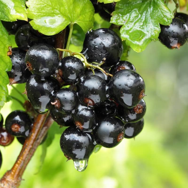 30 Black Currant Seeds, Gooseberry Berry Seeds Edible Fruit for Planting Ornaments Perennial Garden Simple to Grow Pots