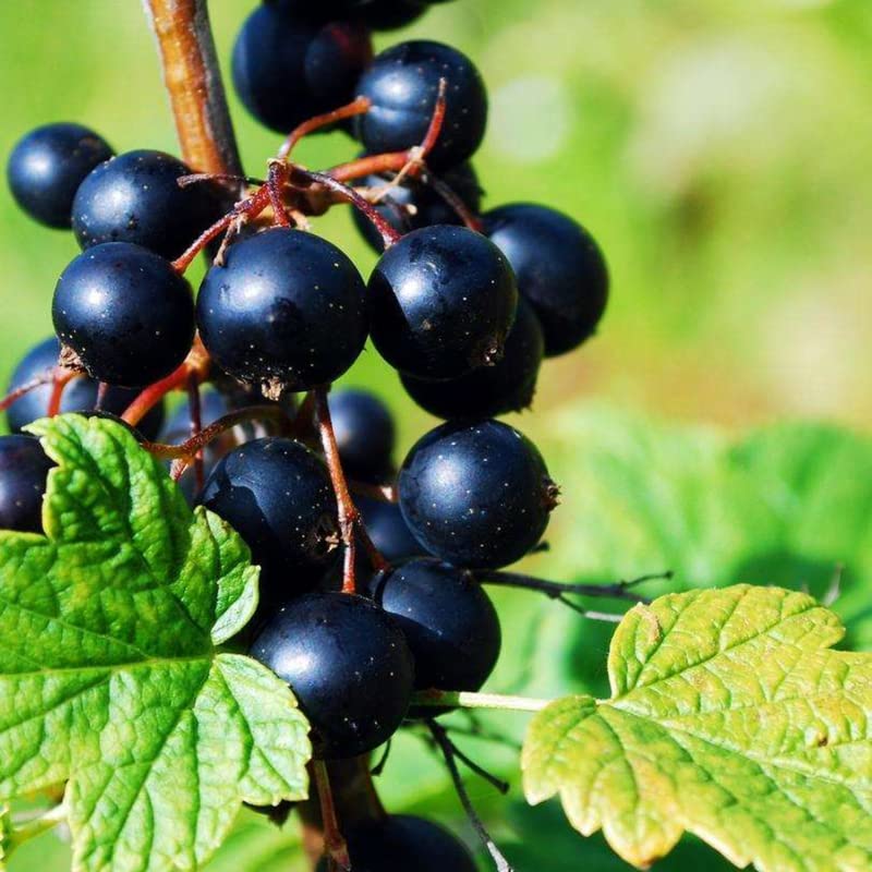 30 Black Currant Seeds, Gooseberry Berry Seeds Edible Fruit for Planting Ornaments Perennial Garden Simple to Grow Pots