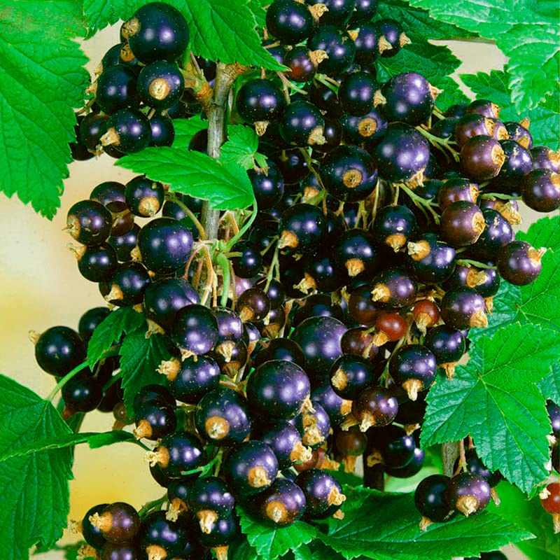 30 Black Currant Seeds, Gooseberry Berry Seeds Edible Fruit for Planting Ornaments Perennial Garden Simple to Grow Pots