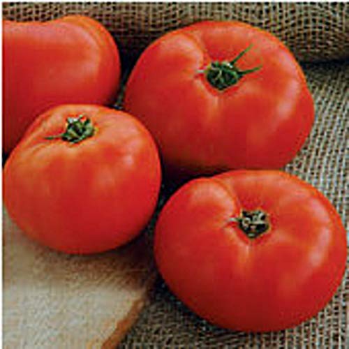 Mountain Glory Tomato Seeds (20+ Seeds) | Non GMO | Vegetable Fruit Herb Flower Seeds for Planting | Home Garden Greenhouse Pack