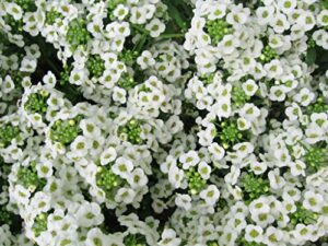 alyssum carpet of snow nice garden flower by seed kingdom bulk 40,000 seeds