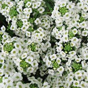 Alyssum Carpet of Snow Nice Garden Flower by Seed Kingdom Bulk 40,000 Seeds