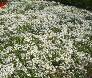 Alyssum Carpet of Snow Nice Garden Flower by Seed Kingdom Bulk 40,000 Seeds