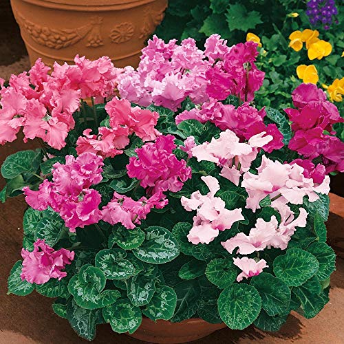 Outsidepride Cyclamen Royal Mini Garden Flower Seed Mix for Outdoor Containers or Indoor House Plants - 20 Seeds