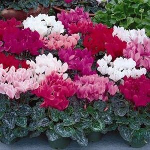 Outsidepride Cyclamen Royal Mini Garden Flower Seed Mix for Outdoor Containers or Indoor House Plants - 20 Seeds