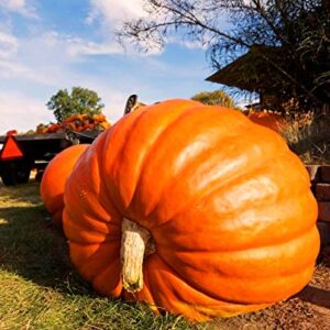 Giant Pumpkin Titan 10 Seeds for Planting Large Oversized Squash Gourd Non-GMO