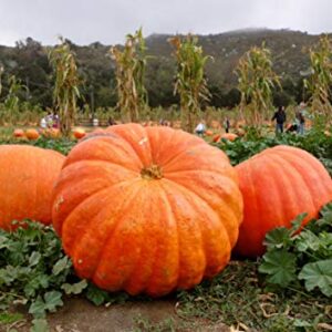 Giant Pumpkin Titan 10 Seeds for Planting Large Oversized Squash Gourd Non-GMO