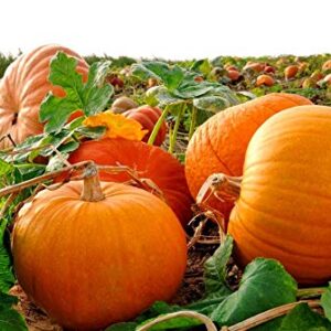 Giant Pumpkin Titan 10 Seeds for Planting Large Oversized Squash Gourd Non-GMO