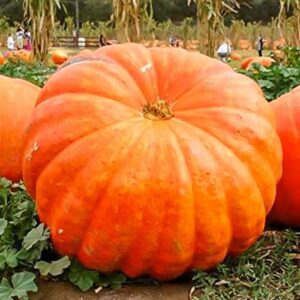 Giant Pumpkin Titan 10 Seeds for Planting Large Oversized Squash Gourd Non-GMO