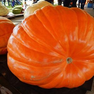 Giant Pumpkin Titan 10 Seeds for Planting Large Oversized Squash Gourd Non-GMO