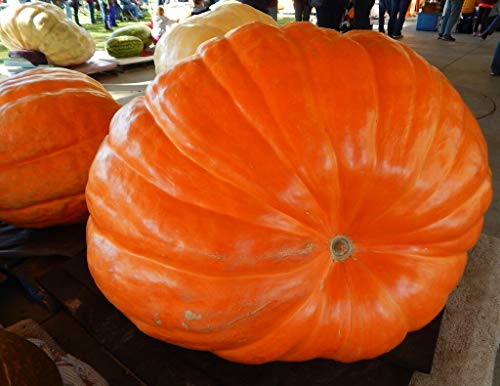 Giant Pumpkin Titan 10 Seeds for Planting Large Oversized Squash Gourd Non-GMO