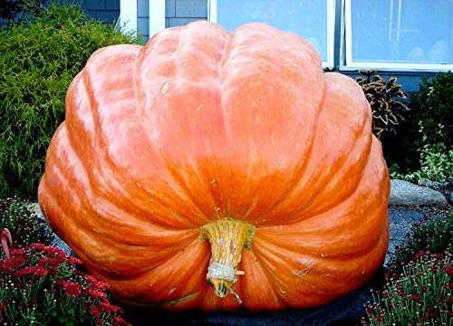 Giant Pumpkin Titan 10 Seeds for Planting Large Oversized Squash Gourd Non-GMO