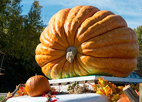 Giant Pumpkin Titan 10 Seeds for Planting Large Oversized Squash Gourd Non-GMO