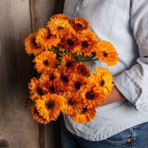 david’s garden seeds herb calendula orange button fba-00085 (orange) 50 non-gmo, open pollinated seeds