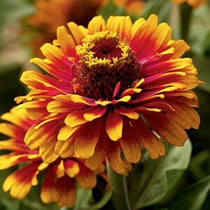 outsidepride zinnia zowie yellow flame heat & drought tolerant garden cut flowers – 30 seeds