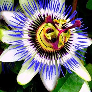 qauzuy garden- 10 rare blue crown passiflora caerulea seeds passion flower attractive fragrant ornamental vine for garden fast- growing attract pollinators