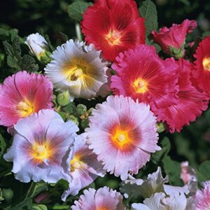 outsidepride indian springs hollyhock garden flower climbing vine plant mix – 2000 seeds