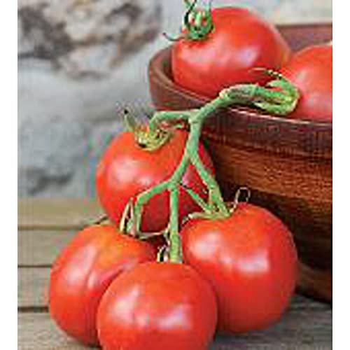 Stupice Tomato Seeds (20+ Seeds) | Non GMO | Vegetable Fruit Herb Flower Seeds for Planting | Home Garden Greenhouse Pack