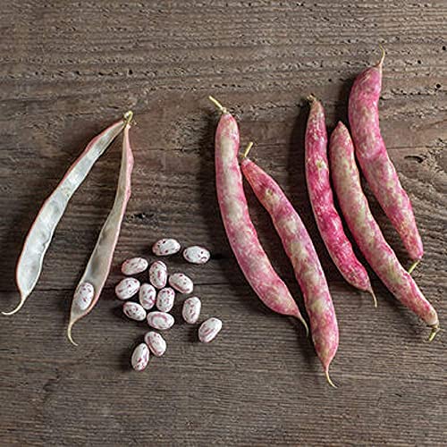 David's Garden Seeds Bean Dry Flambo FBA-00020 (Red) 50 Non-GMO, Open Pollinated Seeds