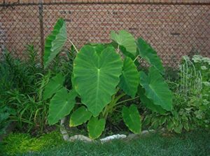 live bulbs colocasia elephant ear huge leaf esculenta elephant ear taro gabi kalo eddo bulbs ready to grow tropical garden plant (3 bulps)