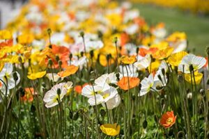 ballerina california poppy mix – california poppies, 1000+ flower seeds per packet, (isla’s garden seeds), scientific name: eschscholzia californica, 85% germination rates, 99.3% purity