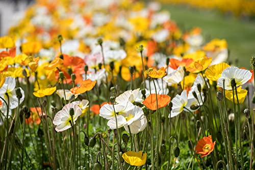 Ballerina California Poppy Mix - California Poppies, 1000+ Flower Seeds Per Packet, (Isla's Garden Seeds), Scientific Name: Eschscholzia californica, 85% Germination Rates, 99.3% Purity