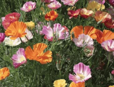 Ballerina California Poppy Mix - California Poppies, 1000+ Flower Seeds Per Packet, (Isla's Garden Seeds), Scientific Name: Eschscholzia californica, 85% Germination Rates, 99.3% Purity