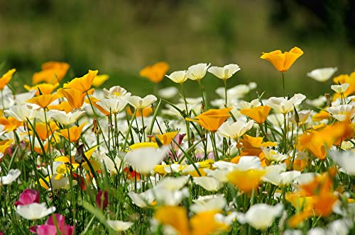 Ballerina California Poppy Mix - California Poppies, 1000+ Flower Seeds Per Packet, (Isla's Garden Seeds), Scientific Name: Eschscholzia californica, 85% Germination Rates, 99.3% Purity