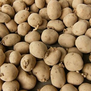 5 Lbs Yukon Gold Seed Potatoes - USA Non-GMO Certified Potato TUBERS SPUDS