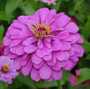 david’s garden seeds flower zinnia solid color lavender fba-1162 (purple) 200 non-gmo, heirloom seeds