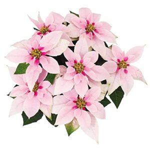 QAUZUY GARDEN 100 Seeds Mixed Colour Poinsettia Plant Seeds for Planting- Mexican flameleaf Christmas Star Flower Seeds Perennial Shrub Exotic Accent Plant Easy to Grow