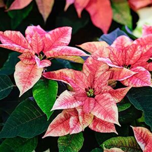 QAUZUY GARDEN 100 Seeds Mixed Colour Poinsettia Plant Seeds for Planting- Mexican flameleaf Christmas Star Flower Seeds Perennial Shrub Exotic Accent Plant Easy to Grow