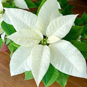 QAUZUY GARDEN 100 Seeds Mixed Colour Poinsettia Plant Seeds for Planting- Mexican flameleaf Christmas Star Flower Seeds Perennial Shrub Exotic Accent Plant Easy to Grow