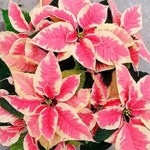 QAUZUY GARDEN 100 Seeds Mixed Colour Poinsettia Plant Seeds for Planting- Mexican flameleaf Christmas Star Flower Seeds Perennial Shrub Exotic Accent Plant Easy to Grow