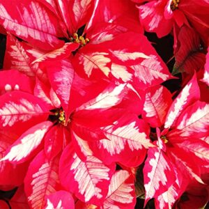 QAUZUY GARDEN 100 Seeds Mixed Colour Poinsettia Plant Seeds for Planting- Mexican flameleaf Christmas Star Flower Seeds Perennial Shrub Exotic Accent Plant Easy to Grow