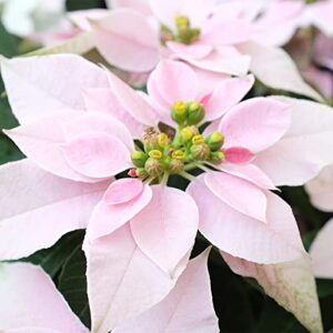 QAUZUY GARDEN 100 Seeds Mixed Colour Poinsettia Plant Seeds for Planting- Mexican flameleaf Christmas Star Flower Seeds Perennial Shrub Exotic Accent Plant Easy to Grow