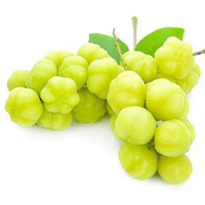 qauzuy garden 5 seeds tahitian gooseberry phyllanthus acidus malay star tree fruit seeds -non-gmo & untreated seeds -rare exotic nutritious fruits for garden home